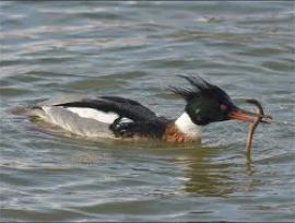 Zwem- en duikeenden, zeeëenden en zaagbekken - WBE Deurne